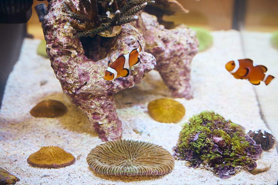 Aramco supports community coral conservation | Aramco Japan